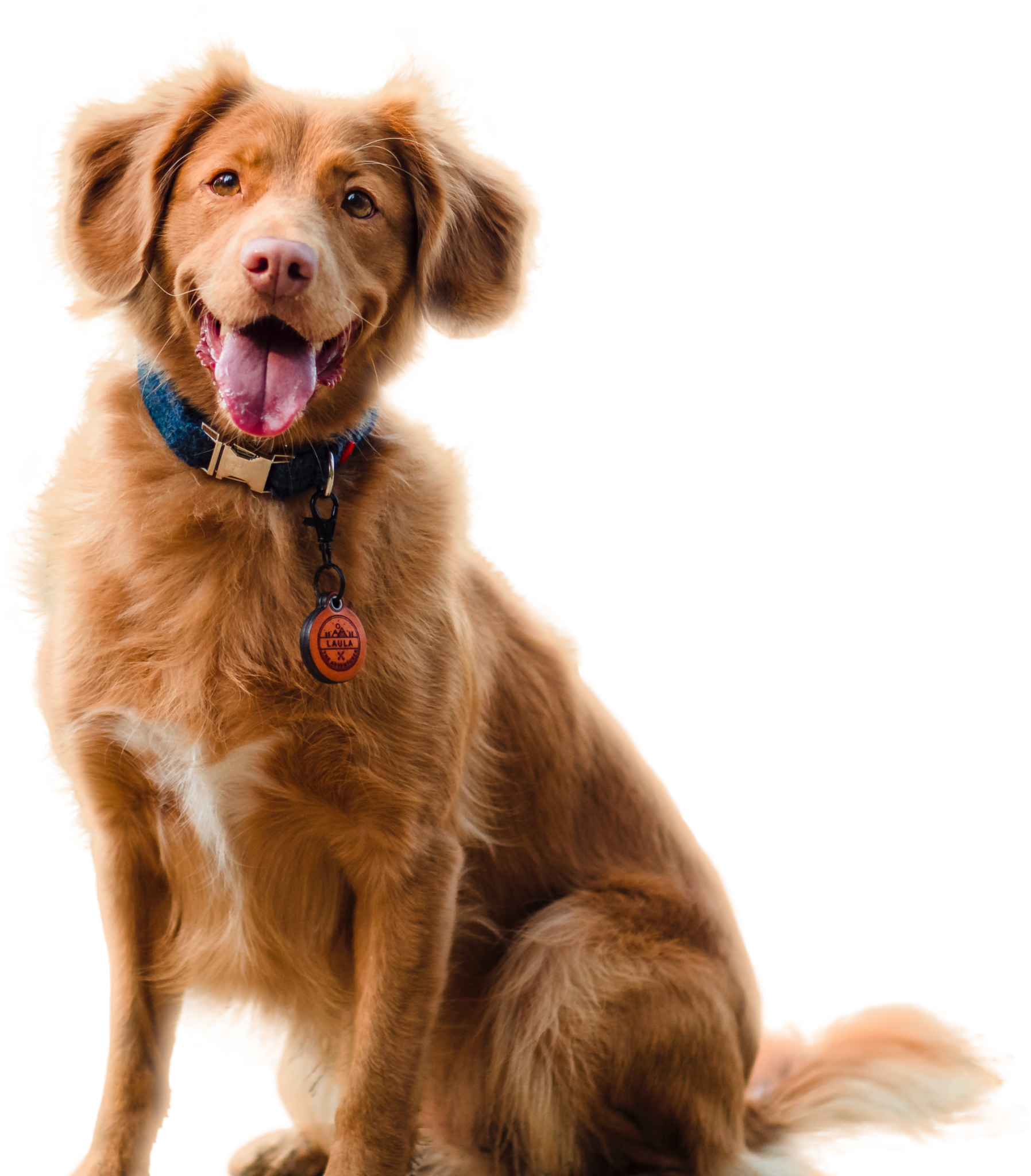 German Dog Training Commands